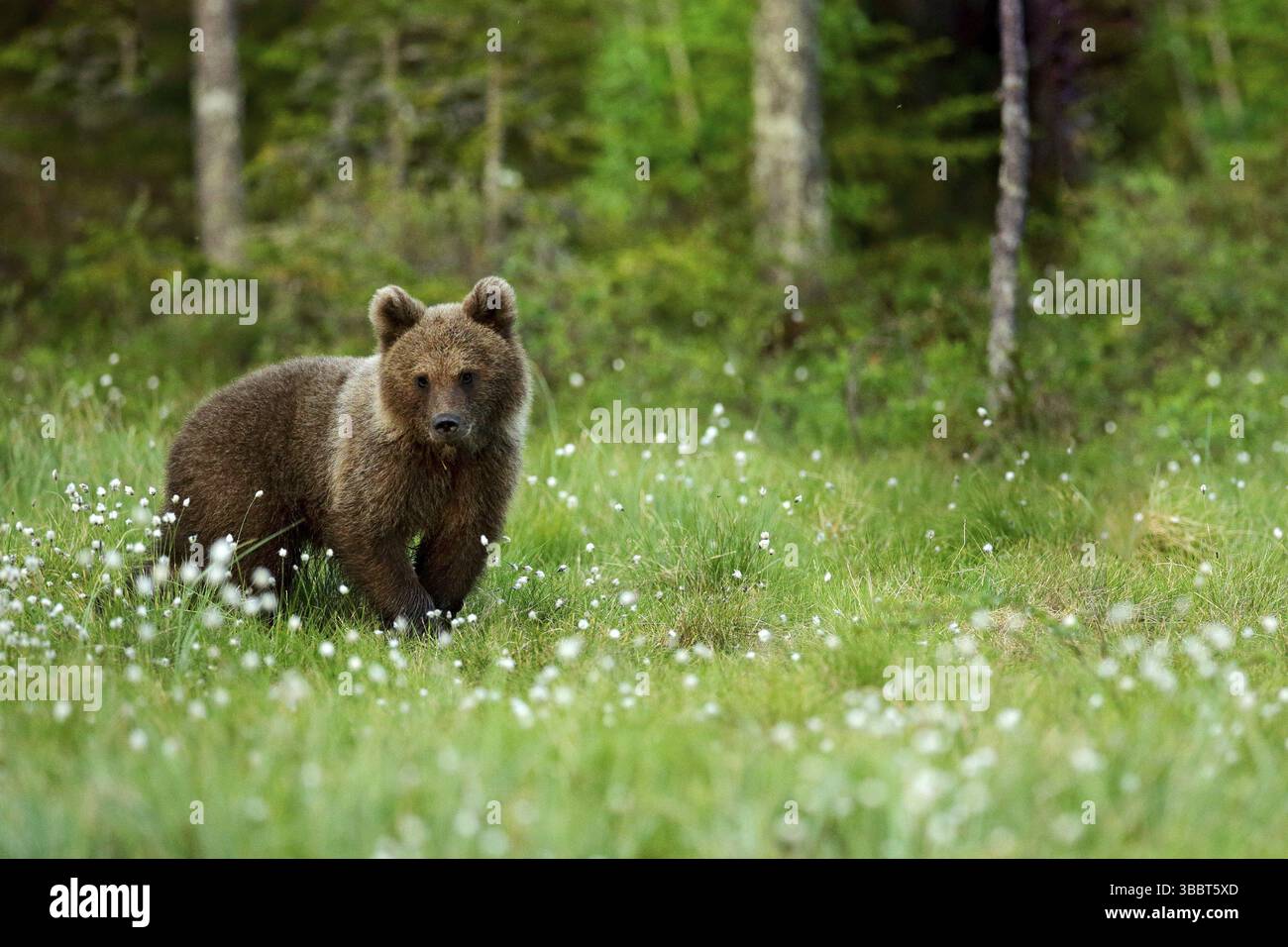 Lonely young cub bear in the pine forest. Bear pup without mother. Babe ...