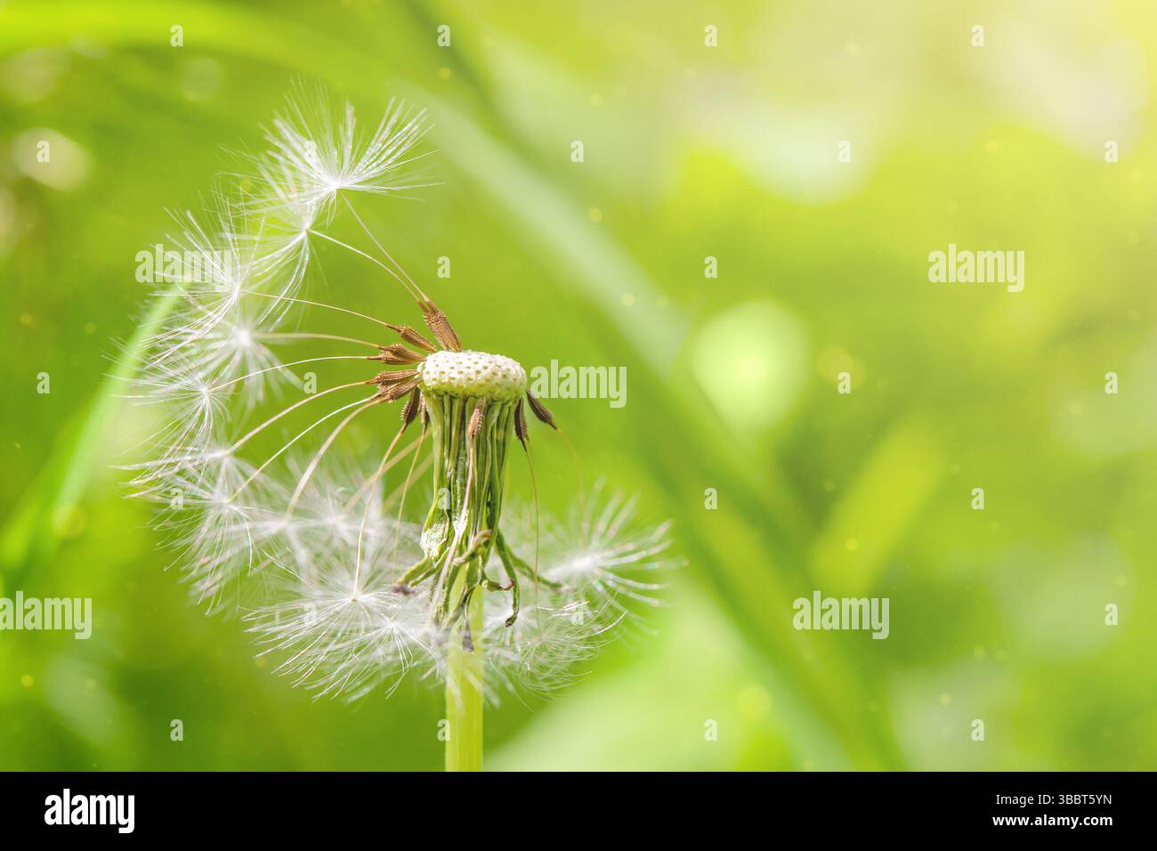 spring banner background dandelions macro Stock Photo - Alamy