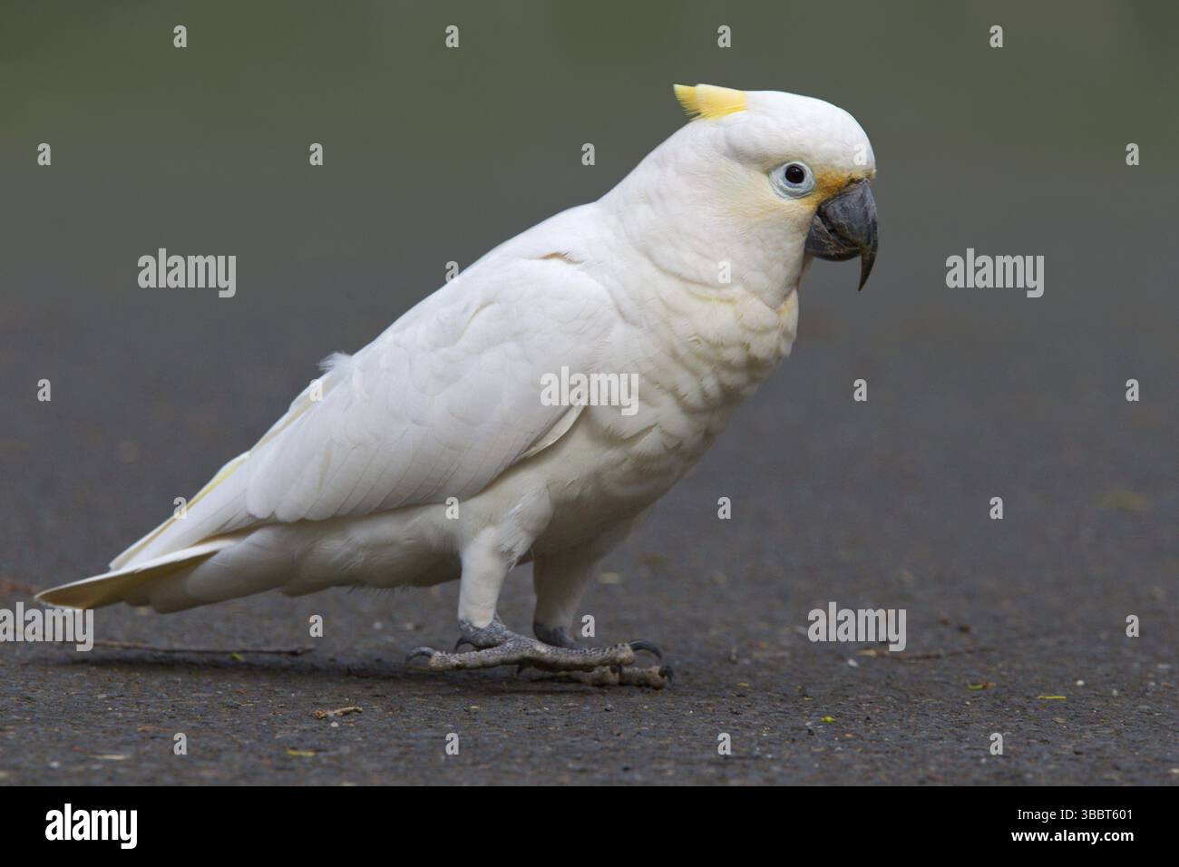 Hybrid: Long-billed Corella x Sulphur-crested Cockatoo (Cacatua ...