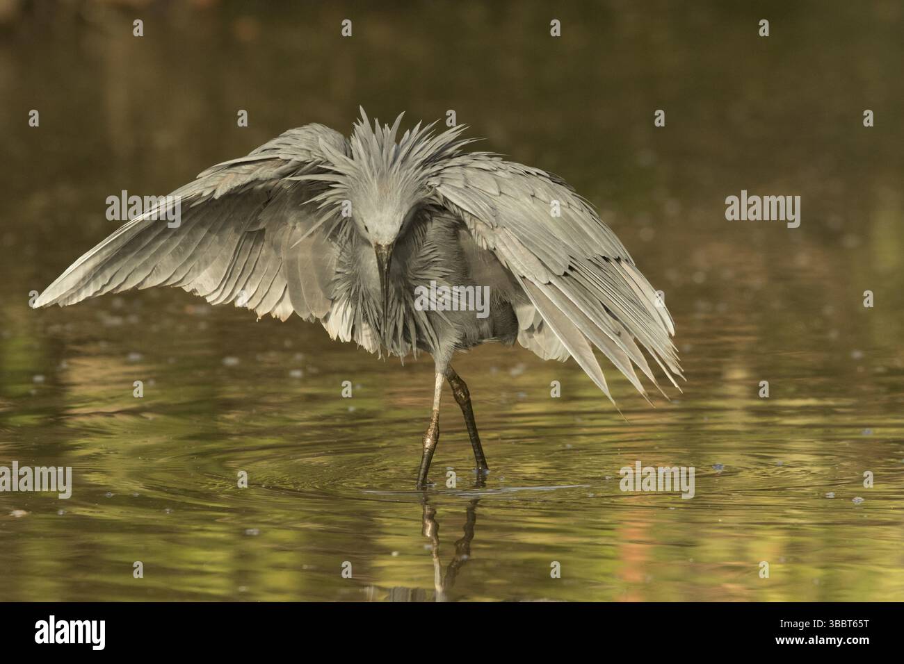 Black Heron (Egretta ardesiaca) foraging, Gambia, Africa Stock Photo ...