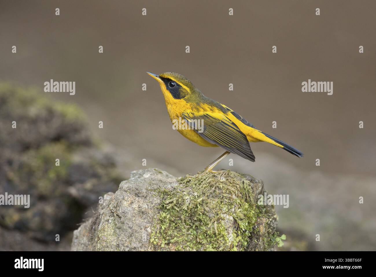 Golden Bush Robin (Tarsiger chrysaeus) male, Yunnan, China, Asia Stock ...