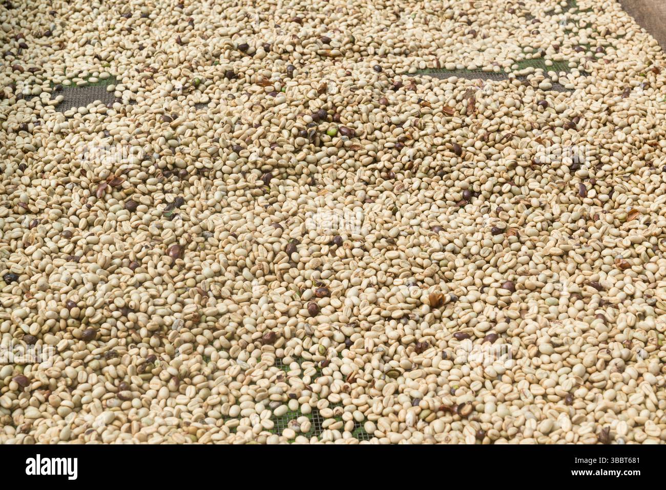Turning coffee beans on table hi-res stock photography and images - Alamy