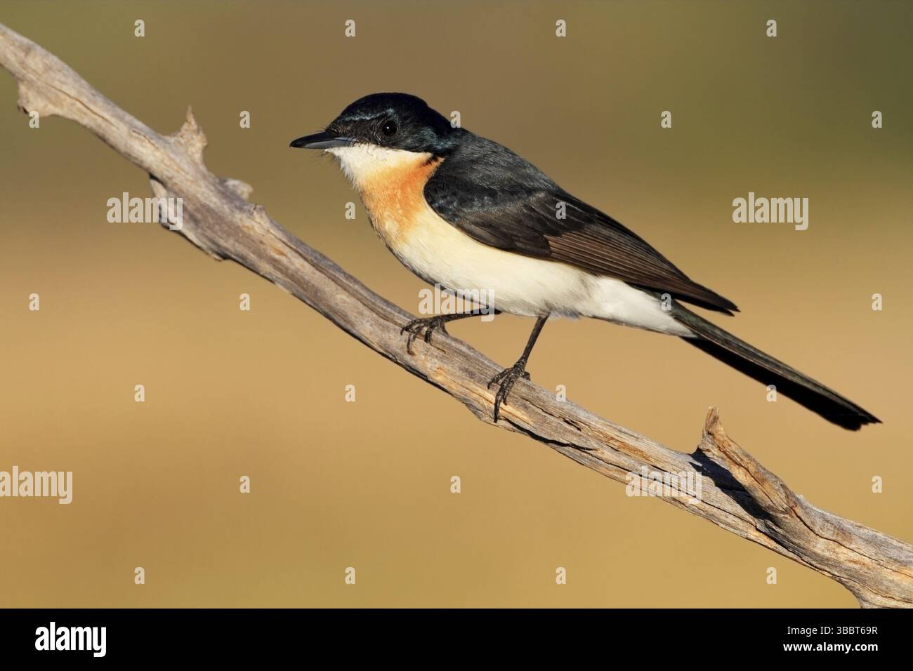 Restless Flycatcher (Myiagra inquieta), Queensland, Australia, Oceania ...