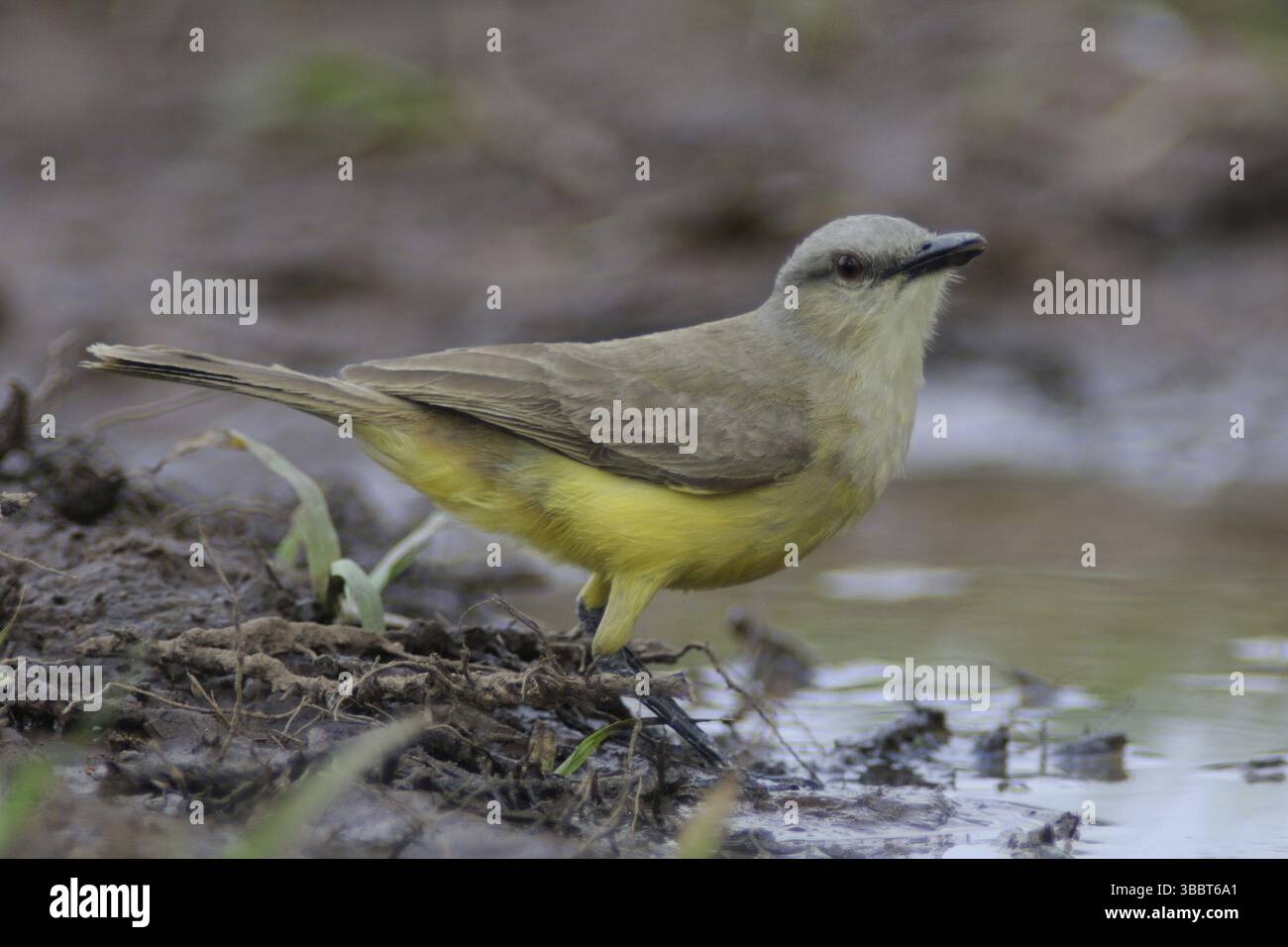 Cattle Tyrant (Machetornis rixosa), Pantanal, Brazil, South America ...