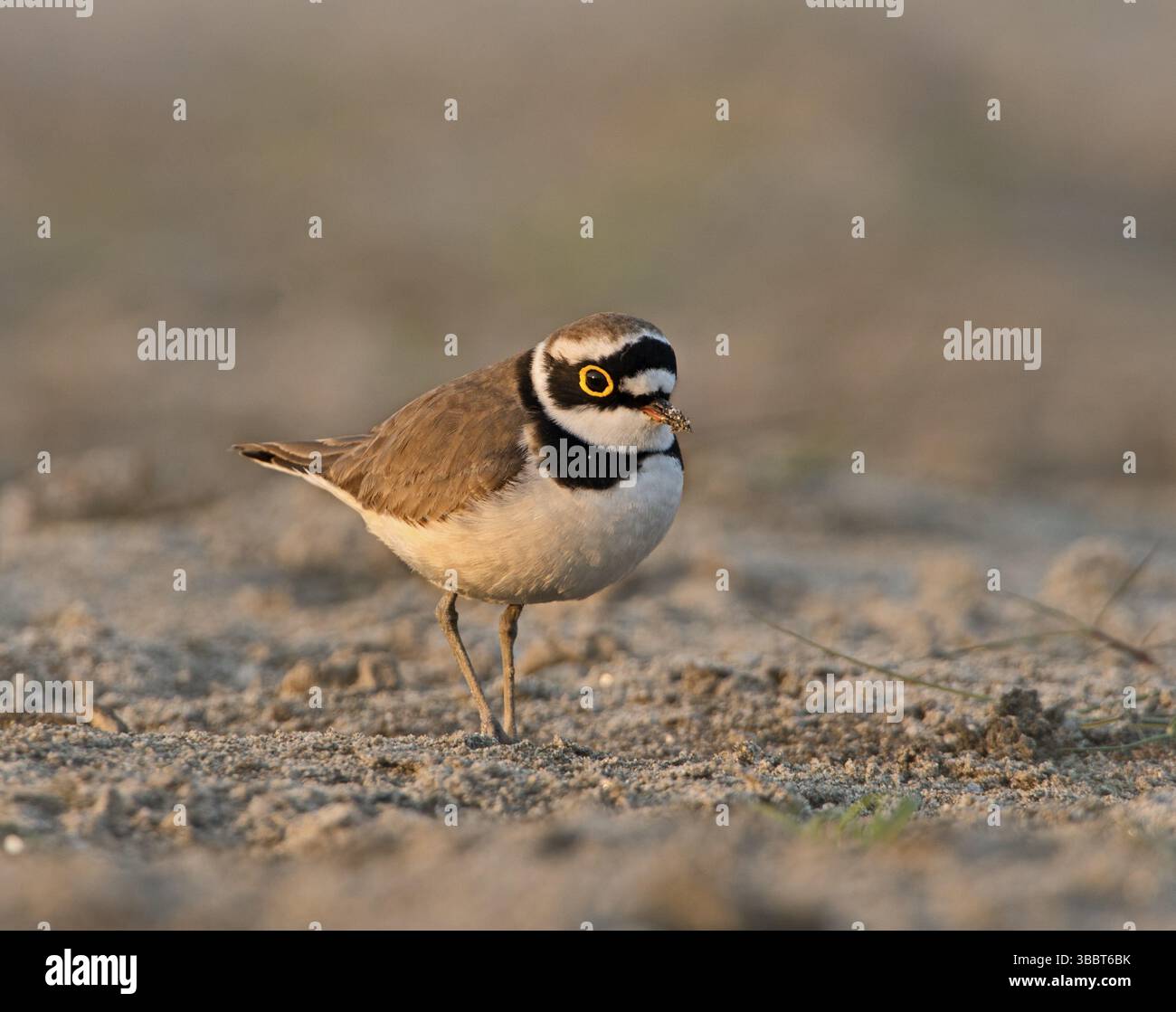 Little Ringed Plover (Charadrius dubius), West Bengal, India, Asia ...
