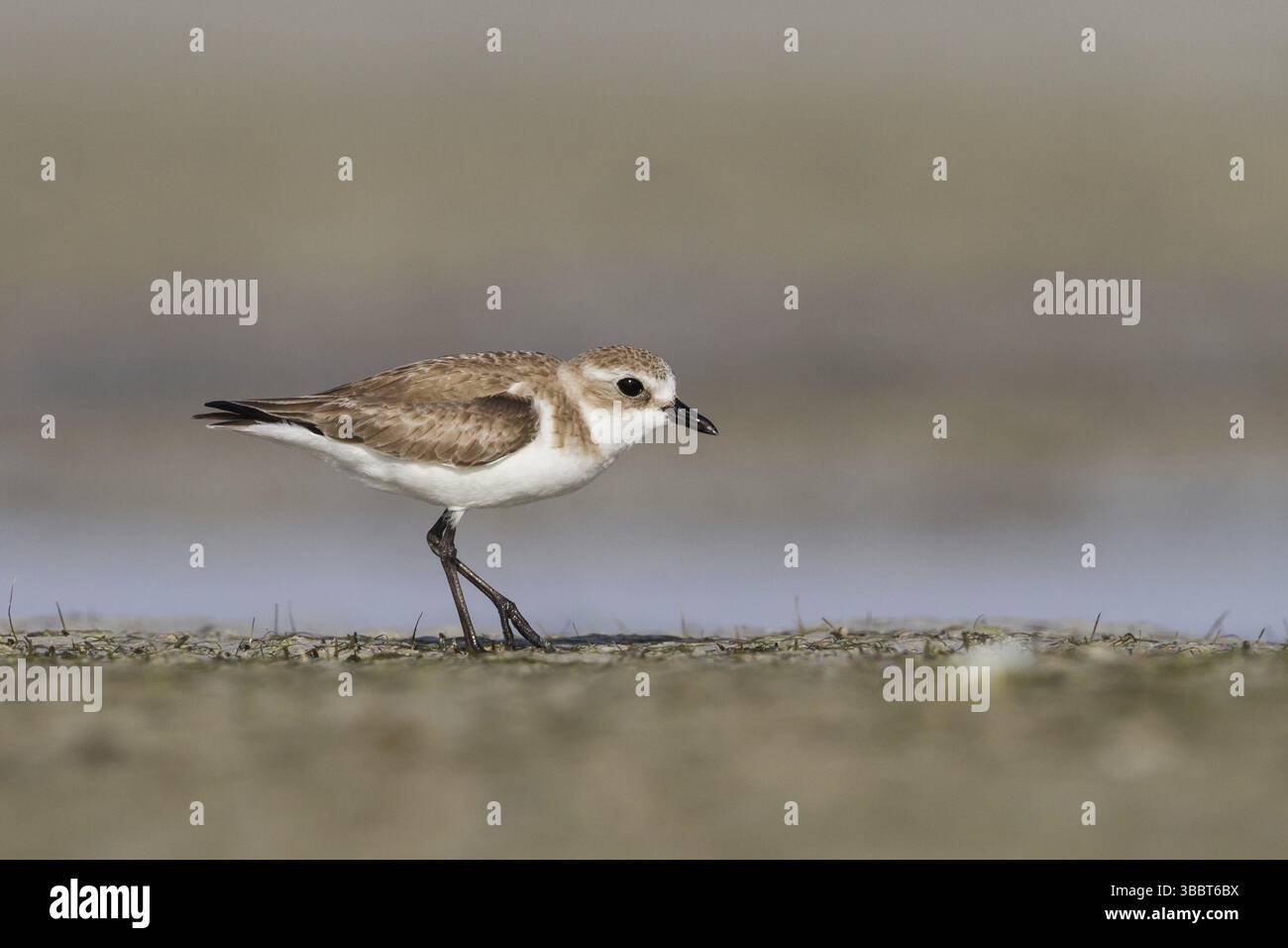 Lesser Sand Plover (Charadrius mongolus) foraging, Oman, Asia Stock ...