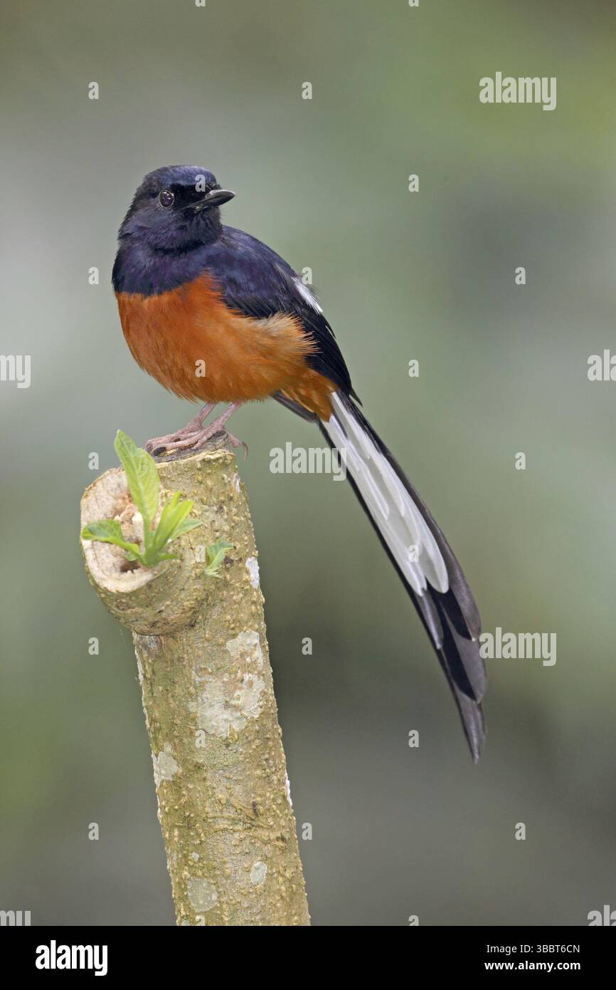 White-rumped Shama (Copsychus malabaricus) male, Selangor, Malaysia ...