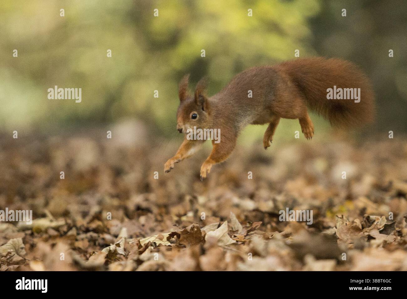 Eurasian Red Squirrel (Sciurus vulgaris) jumping, Netherlands Stock ...