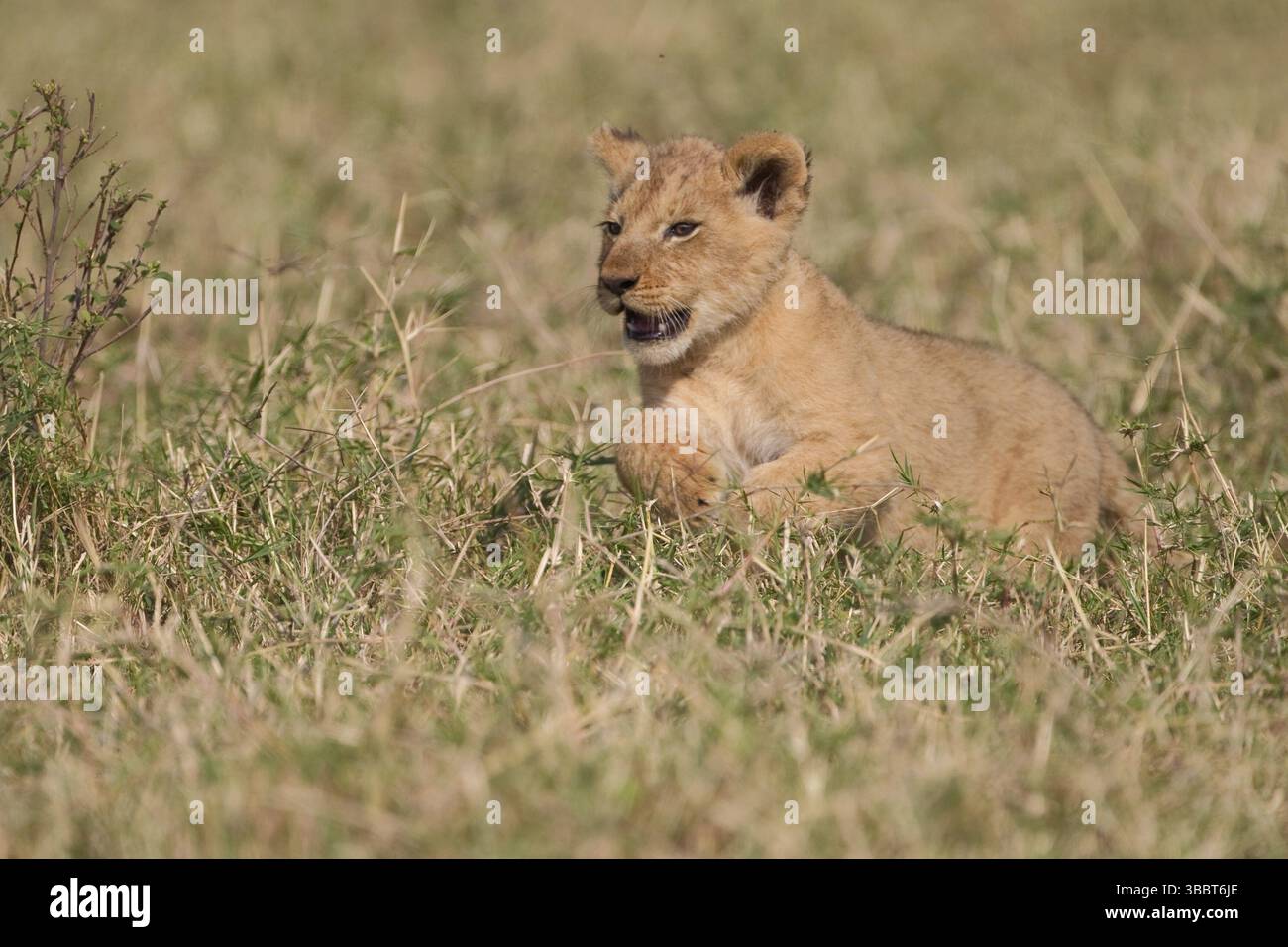 African Lion (Panthera leo) cub lying alone on the ground, Masai Mara ...