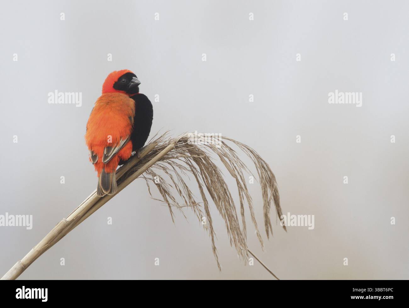 Southern Red Bishop (Euplectes orix) male, Western Cape, South Africa ...