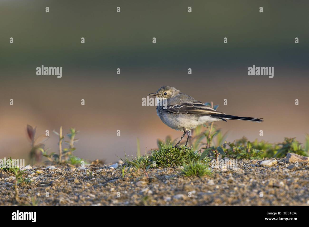 White Wagtail (Motacilla alba), North Rhine-Westphalia, Germany, Europe ...