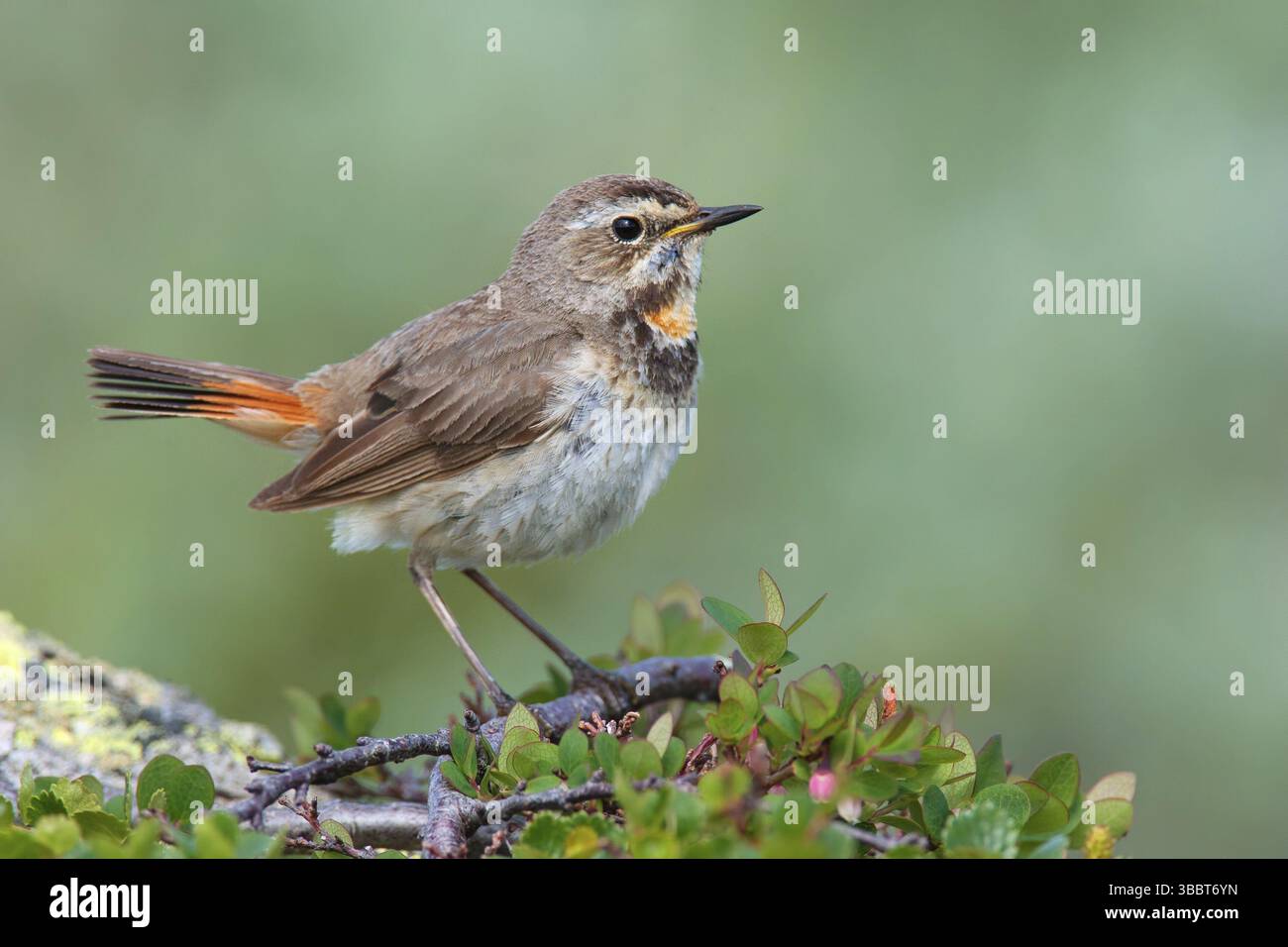 Bluethroat (Luscinia svecica svecica) female, Sweden, Europe Stock ...