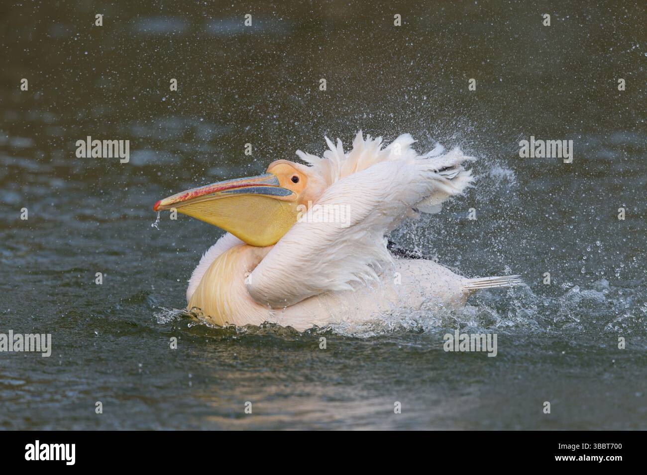 Great White Pelican (Pelecanus onocrotalus), Baden-Wuerttemberg ...