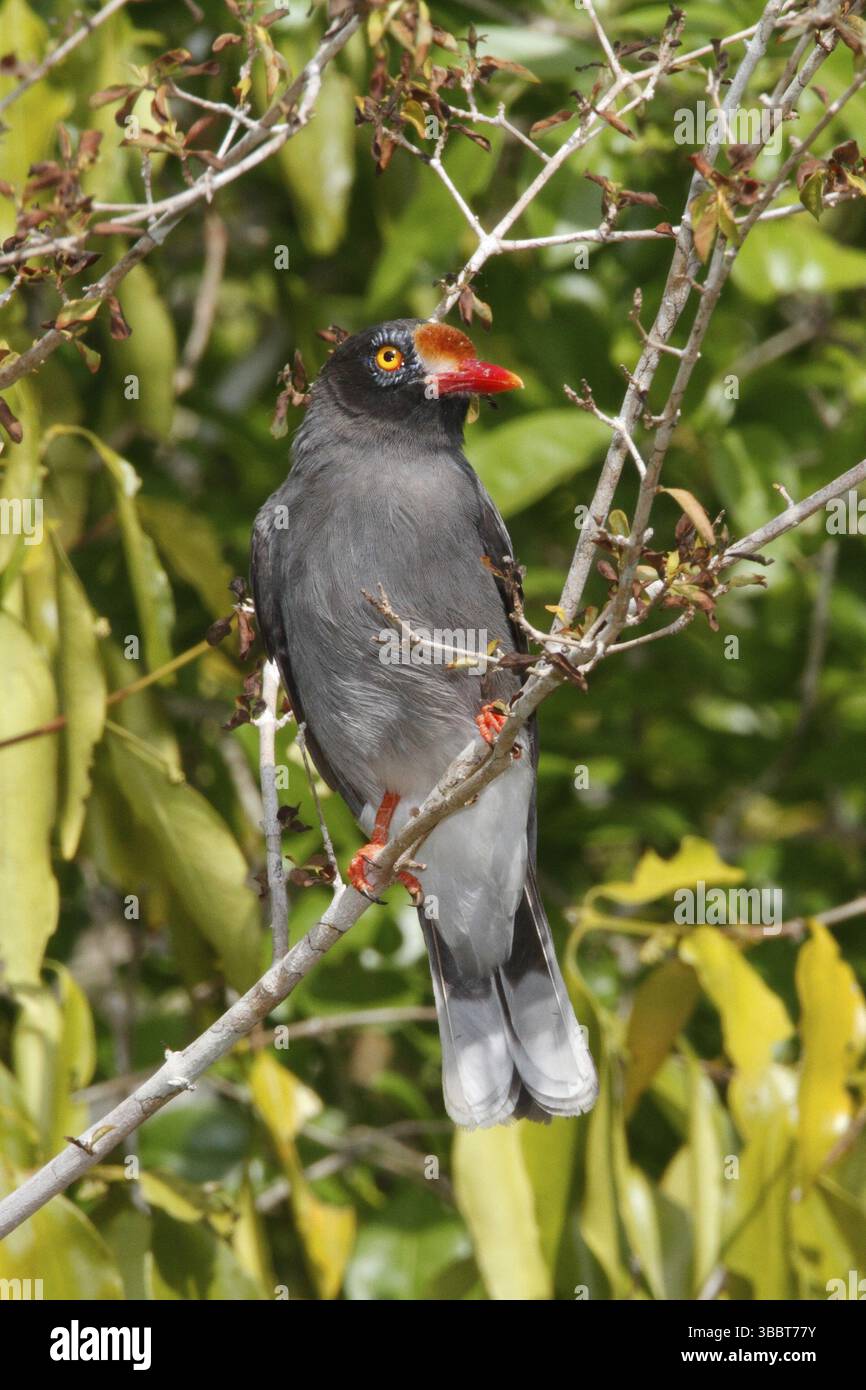 Scopifrons hi-res stock photography and images - Alamy