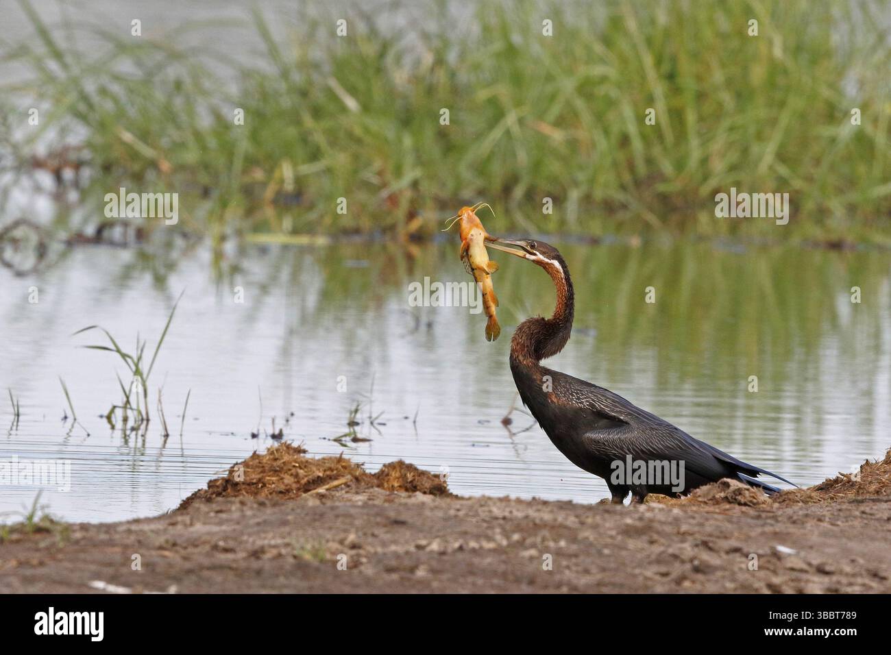 African Darter (Anhinga rufa) with captured fish prey, Okavango-Delta ...