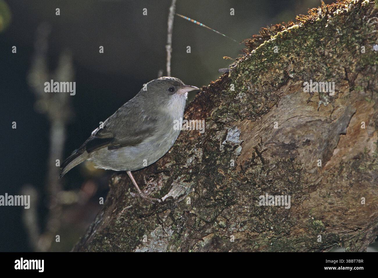 Akikiki, Kauai Creeper, Oreomystis bairdi, endangered Stock Photo - Alamy