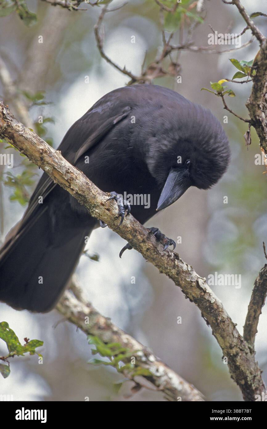Hawaiian Crow, Alala, Corvus hawaiiensis, endangered Stock Photo - Alamy