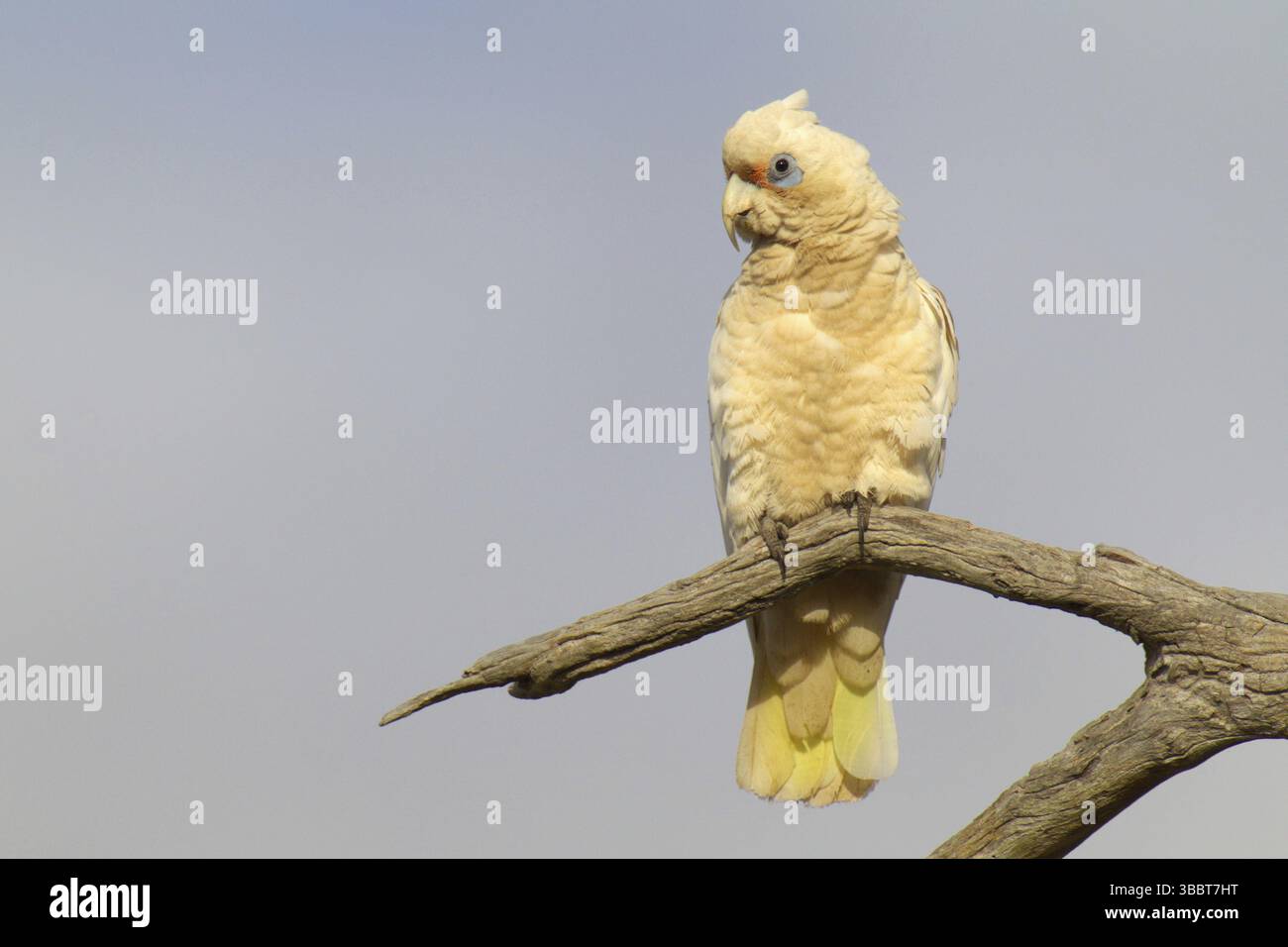 Western Corella (Cacatua pastinator), Western Australia, Australia ...