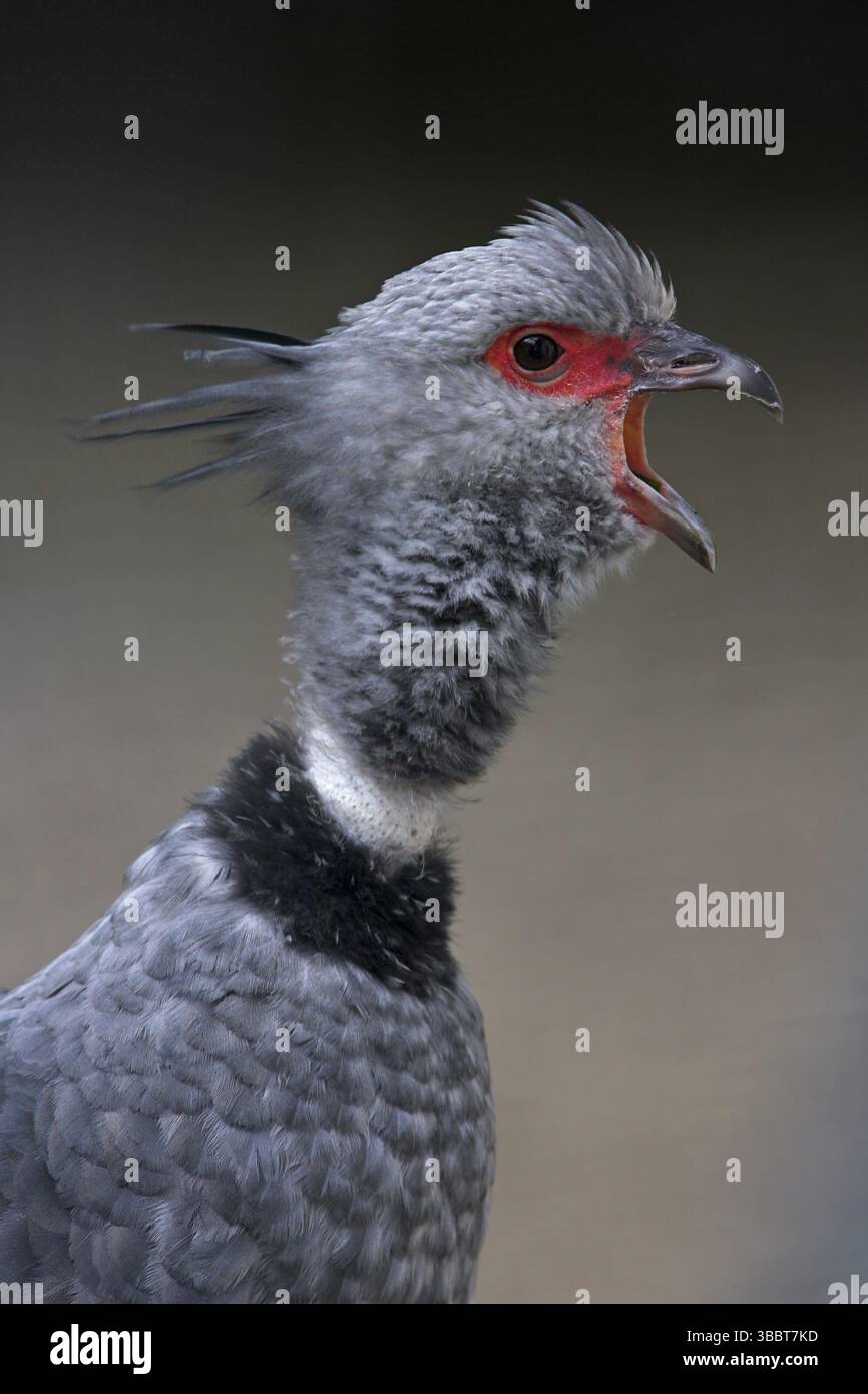 Aves anhimidae hi-res stock photography and images - Alamy