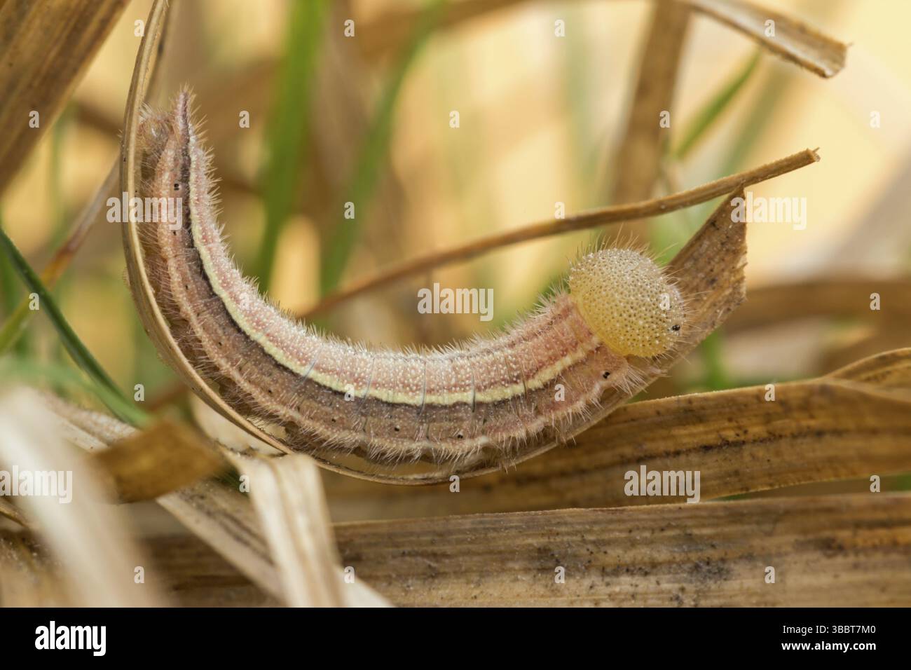 Eine kleine Raupe des Balkan Schachbrett (Melanargia larissa), Insel ...