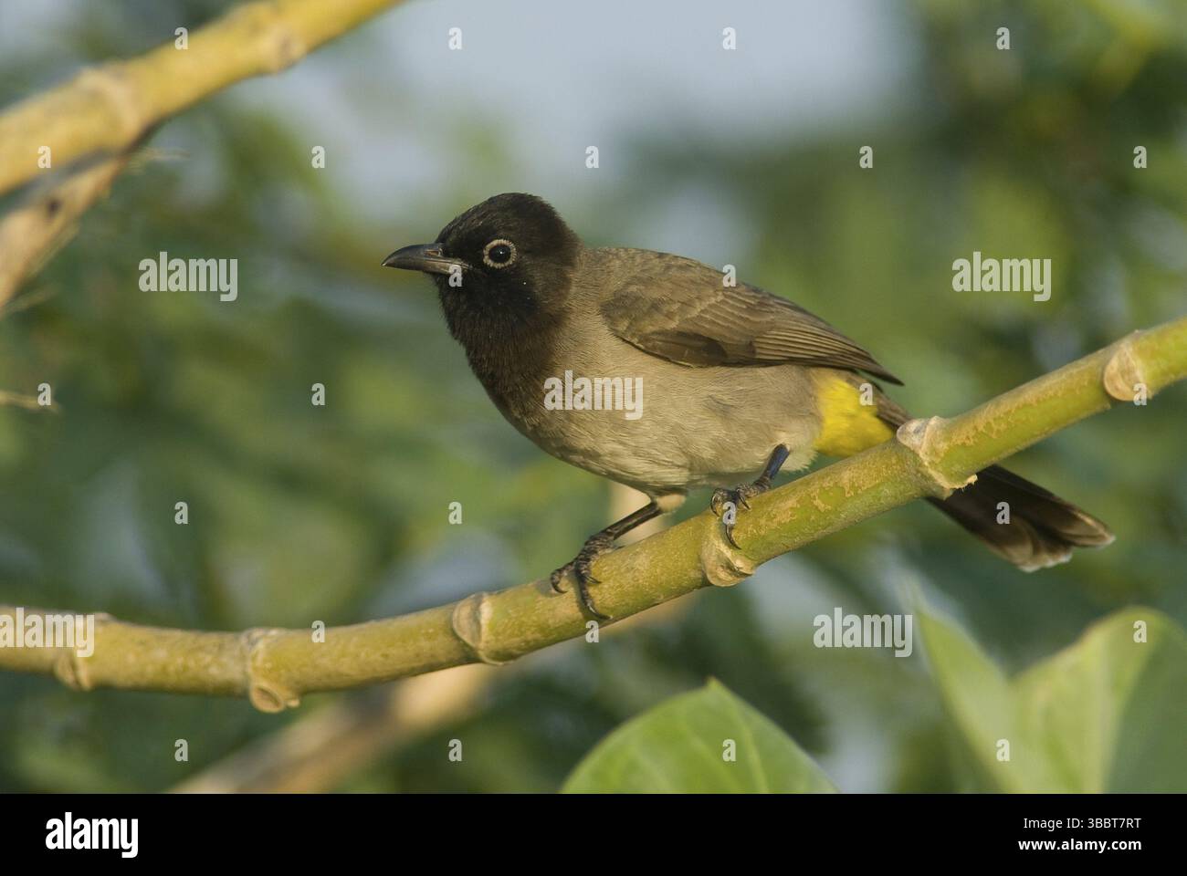 White-spectacled Bulbul (Pycnonotus xanthopygos), Oman, Asia Stock ...