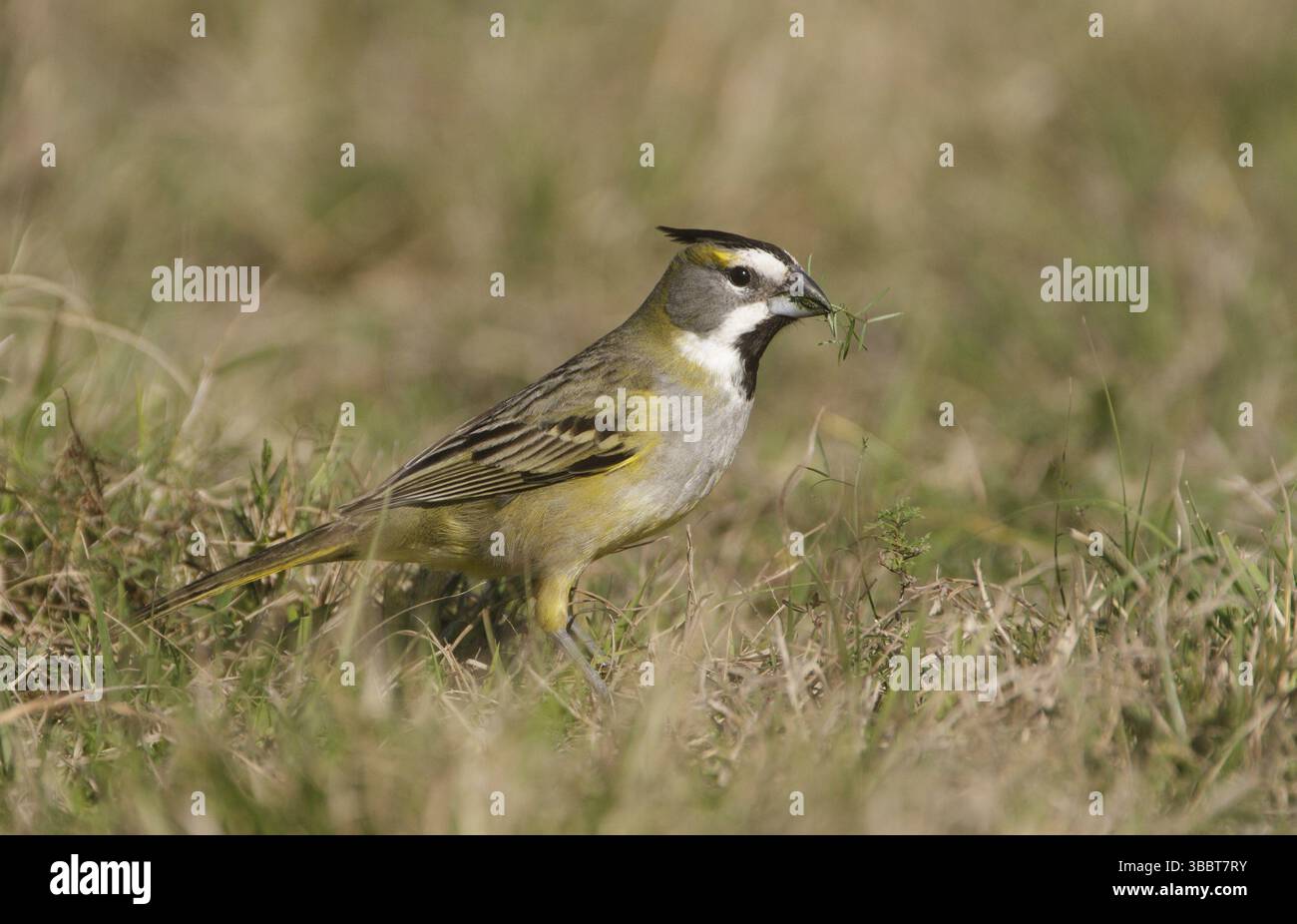 Yellow Cardinal (Gubernatrix cristata) female, Corrientes, Argentina ...