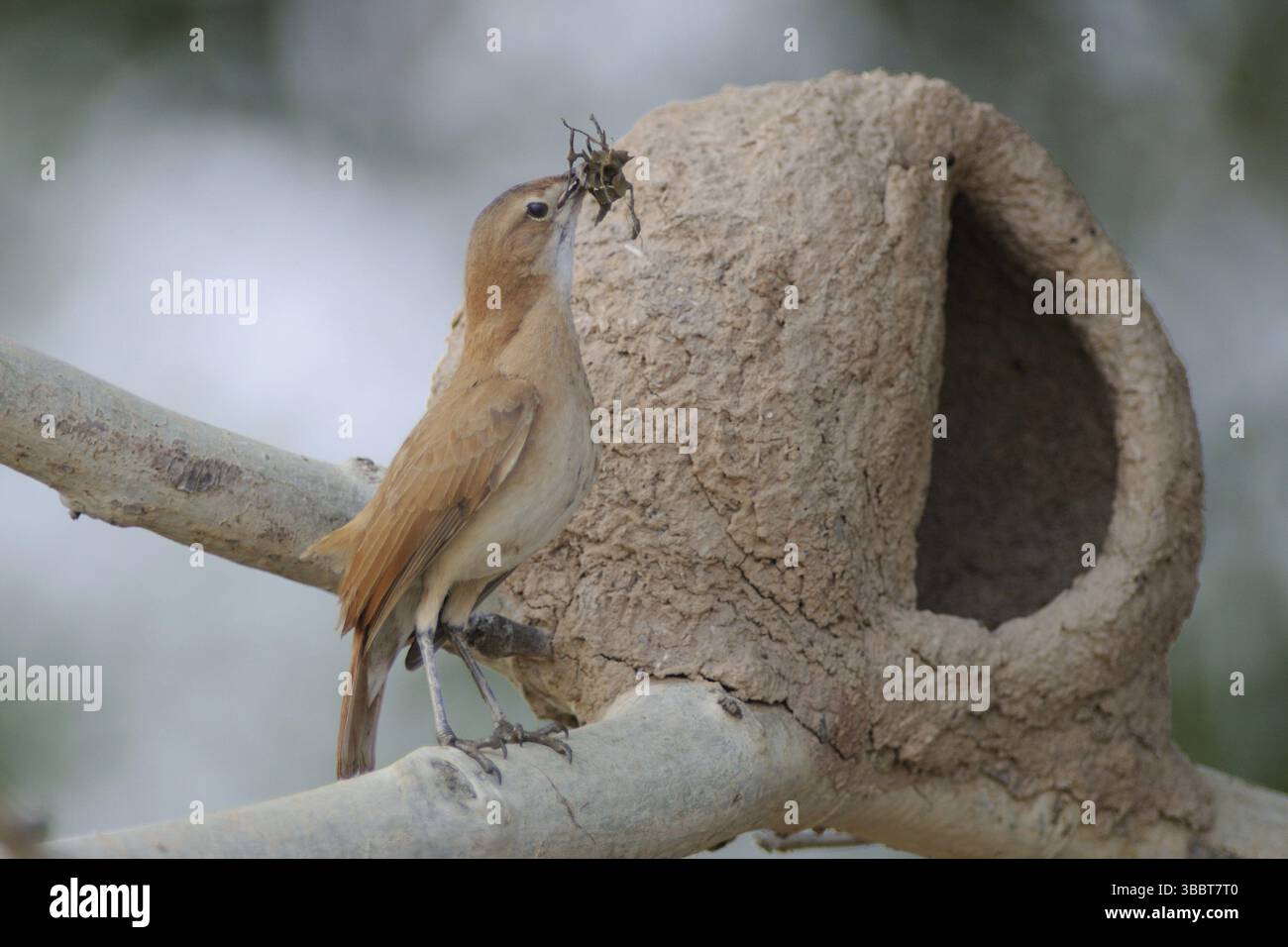 Rufous Hornero (Furnarius rufus) nest, Pantanal, Brazil, South America ...
