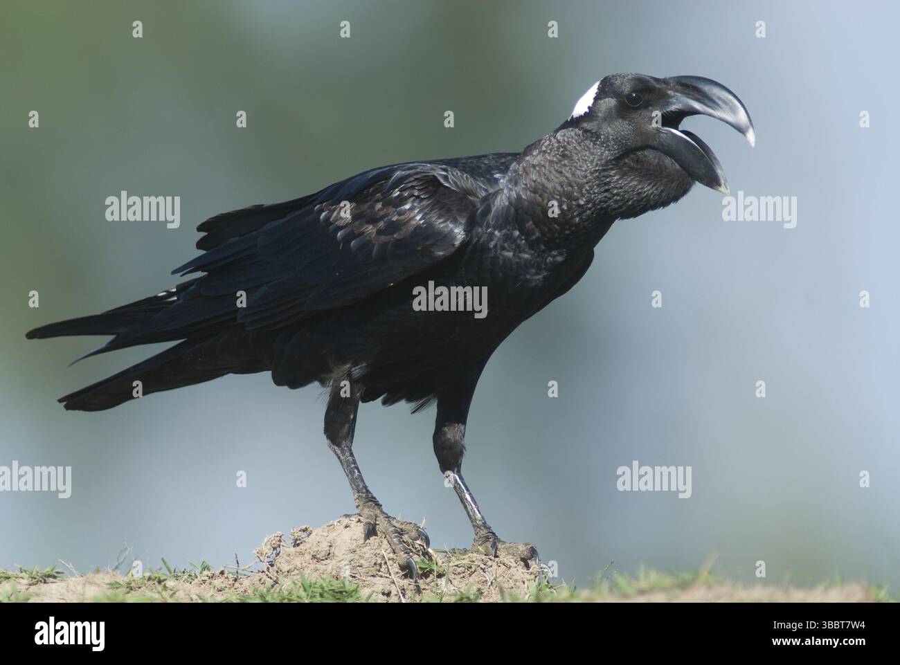 Thick-billed Raven (Corvus crassirostris), Ethiopia, Africa Stock Photo ...