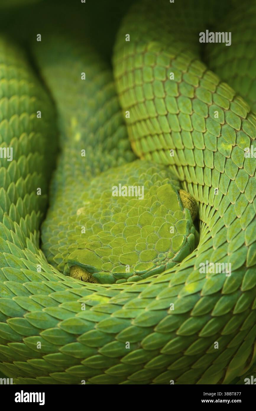 Side-striped palm pit viper (Bothriechis lateralis Stock Photo - Alamy