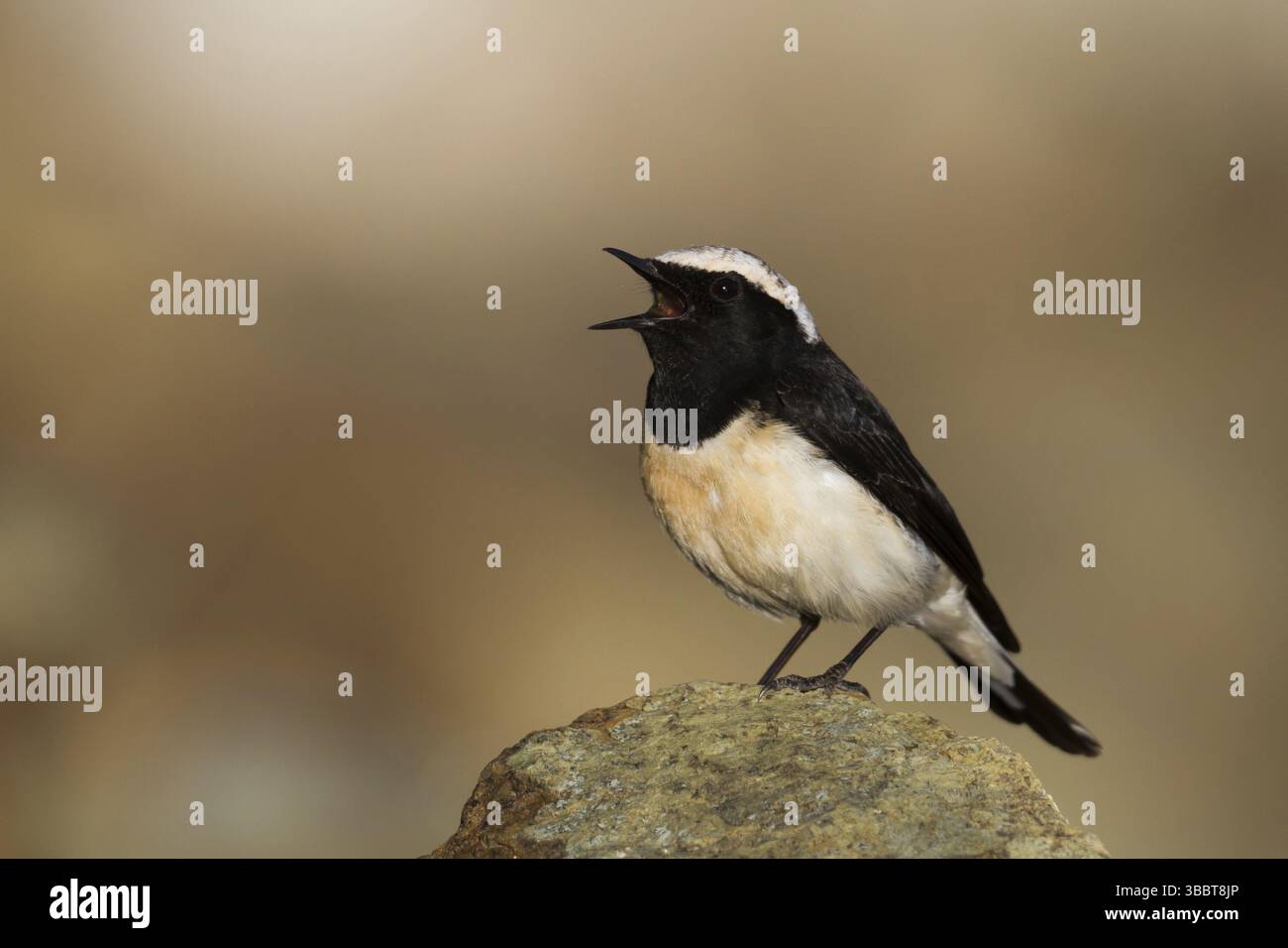 Cyprus Wheatear (Oenanthe cypriaca) male singing, Cyprus, Europe Stock ...