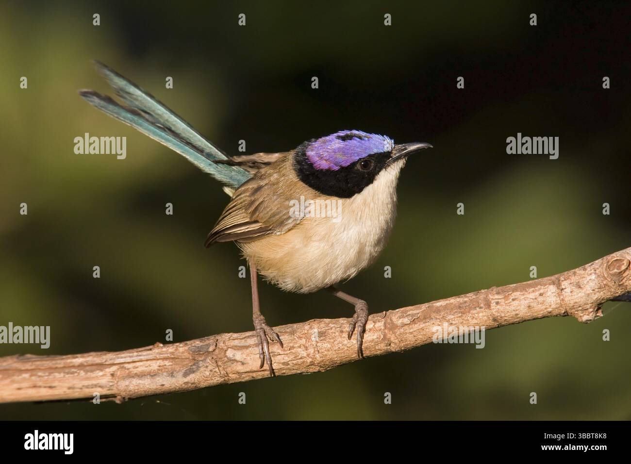 Purple-crowned Fairywren (Malurus coronatus) male, Northern Territory ...
