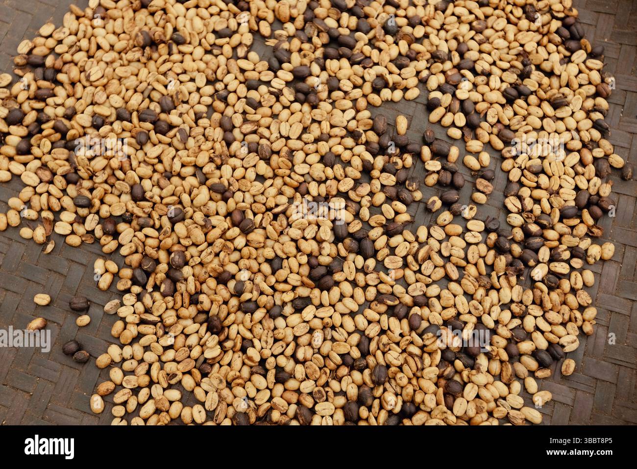 Coffee drying bed hi-res stock photography and images - Alamy