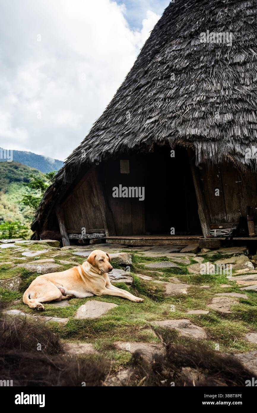 Traditional Indonesia village Wae Rebo with the straw roof houses the ...