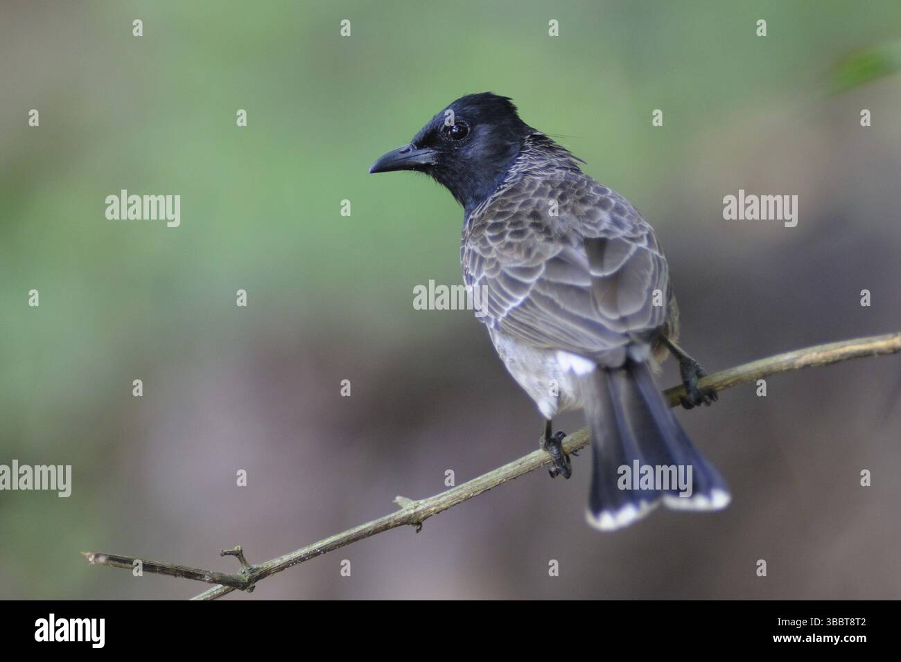 Red-vented Bulbul (Pycnonotus cafer), Sri Lanka, Asia Stock Photo - Alamy