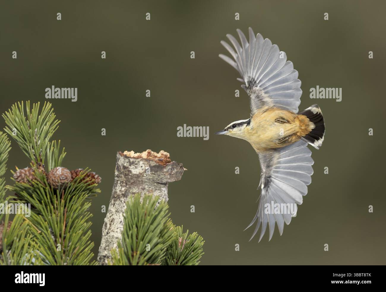 Red-breasted Nuthatch (Sitta canadensis) flying, Alaska, USA, North ...