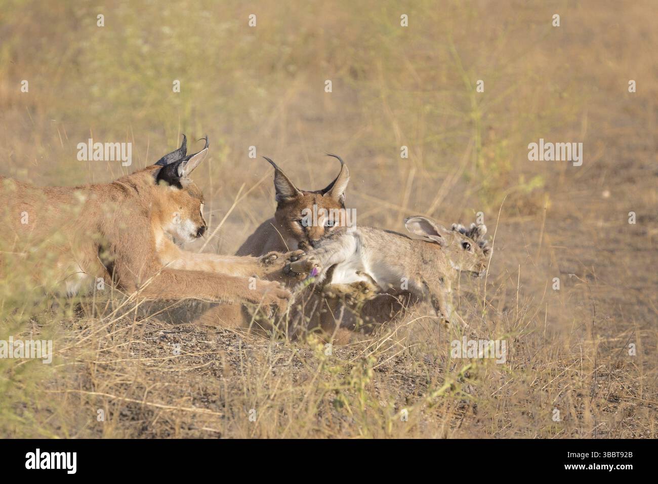 Caracal (Caracal caracal) two adult hunting Iberian Hare (Lepus ...