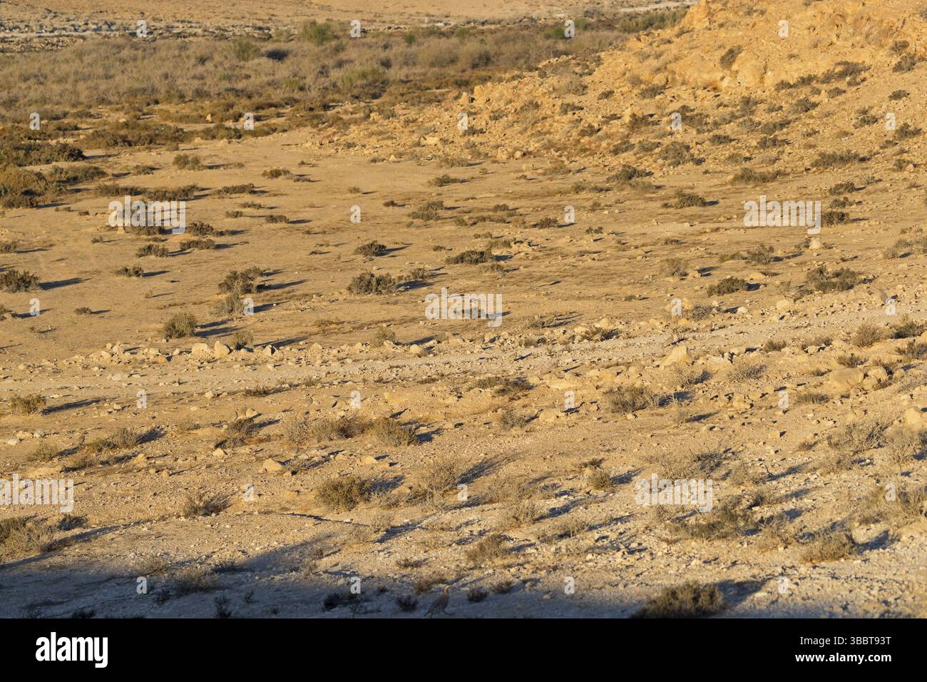 Chukarhuhn, Chukar, Chukar Partridge, Alectoris chukar, Perdrix choukar ...