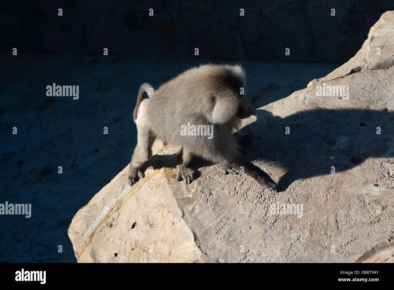 Monkey Rock Climbing Shadow Zoo Stock Photo - Alamy