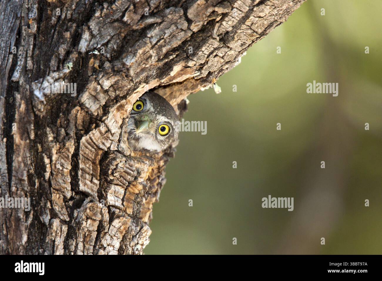 Northern Pygmy-Owl Glaucidium gnoma Huachuca Mountains, Cochise County ...