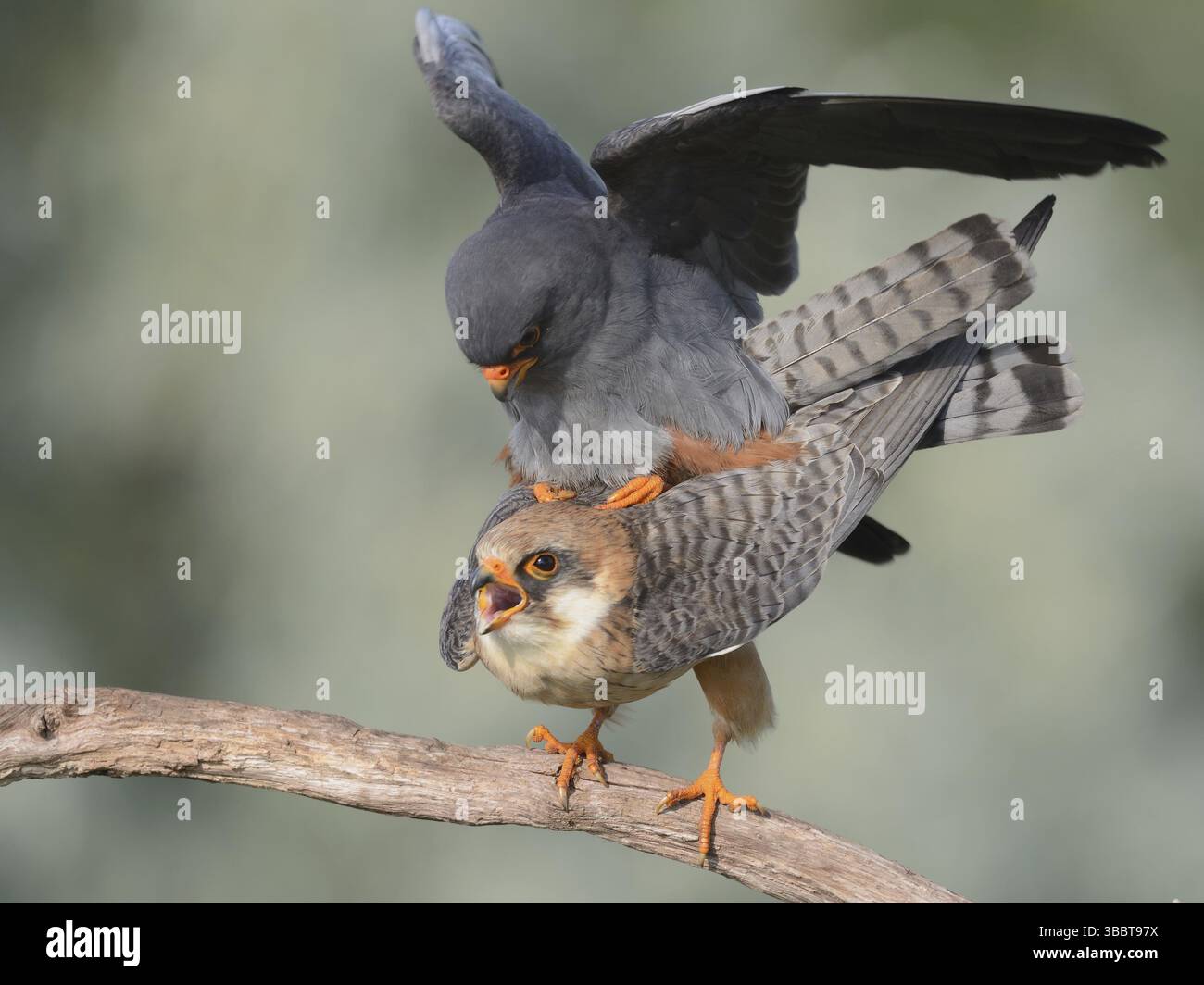 Red-footed Falcon (Falco vespertinus) pair mating, Hungary, Europe ...