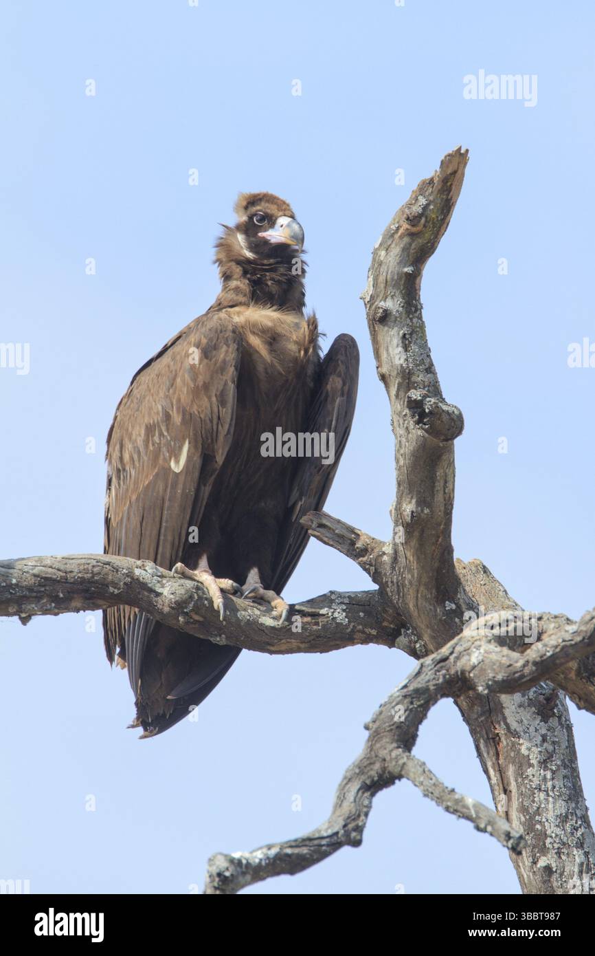 Cinereous Vulture (Aegypius monachus), Uttarakhand, India, Asia Stock ...