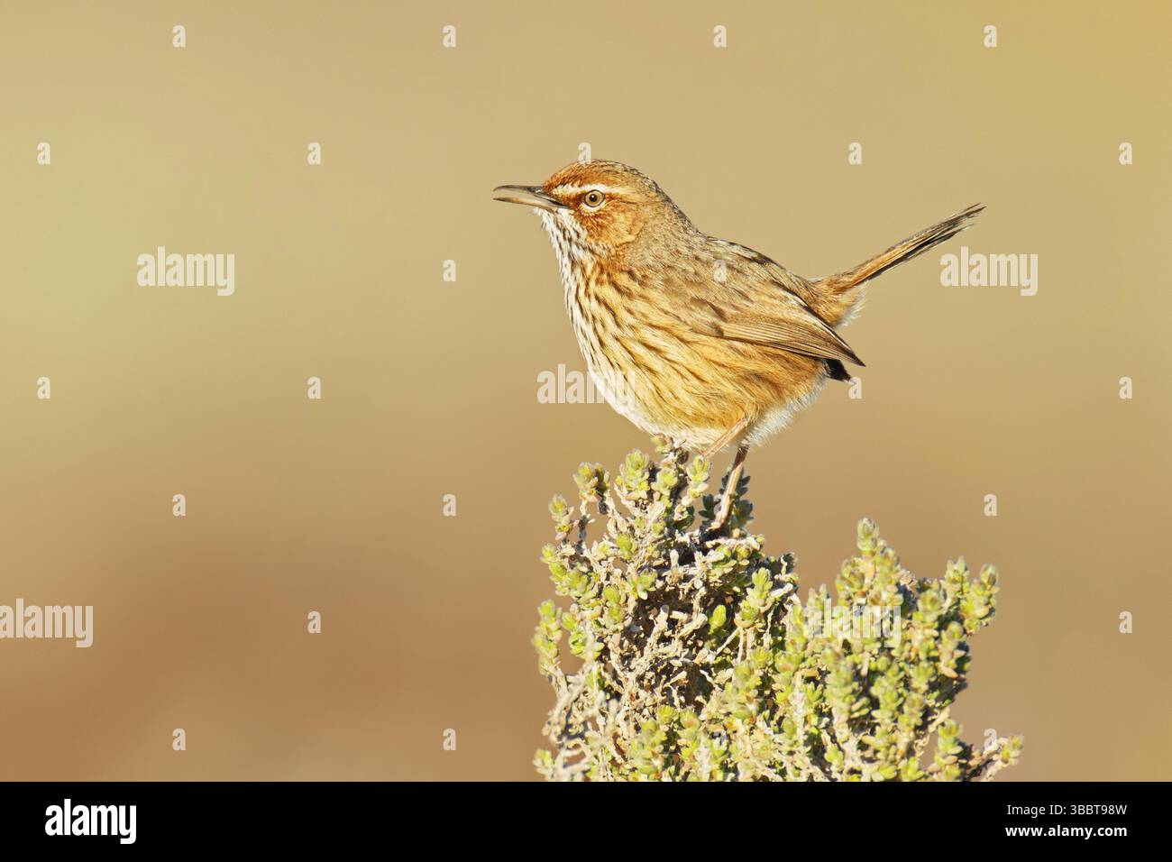 Rufous Fieldwren (Calamanthus campestris winiam), Victoria, Australia ...