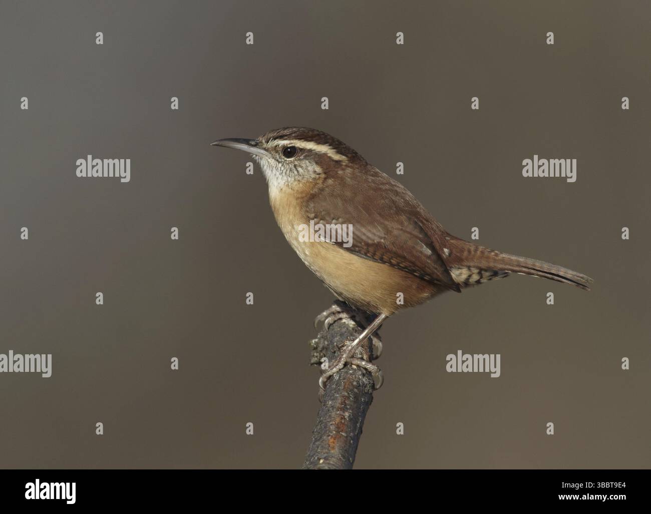 Carolina Wren (Thryothorus ludovicianus), Ohio, USA, North America ...