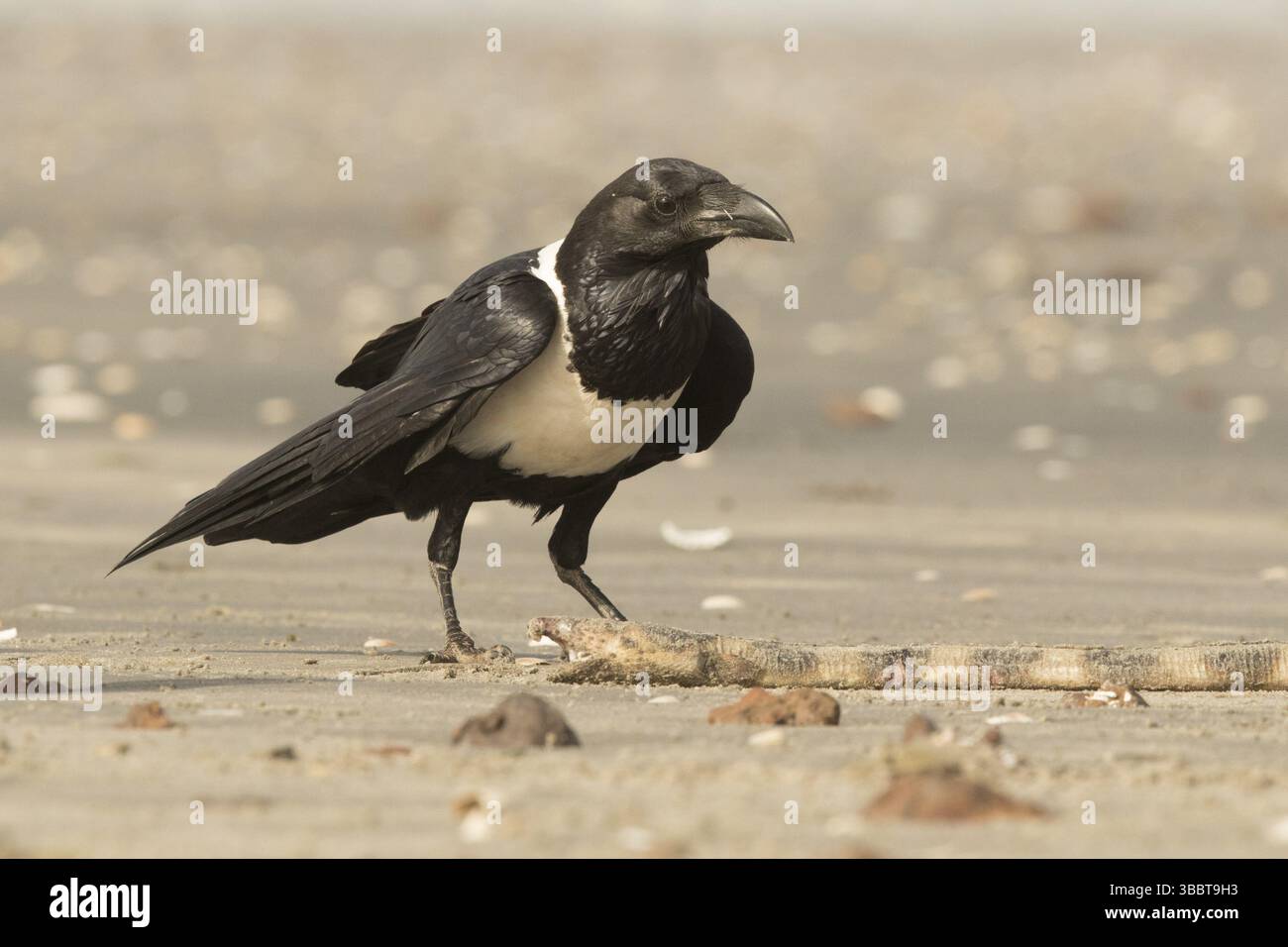 Pied Crow (Corvus albus) with snake eel, Gambia, Africa Stock Photo - Alamy