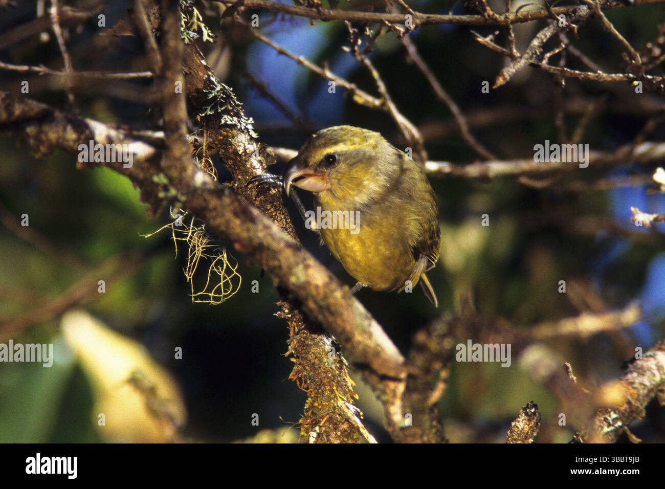 Maui Parrotbill, Pseudonestor xanthophrys, Endangered, Hawaiian ...