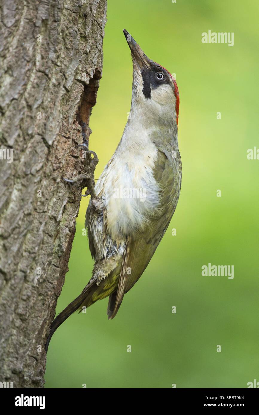 European Green Woodpecker (Picus viridis) female at breeding cavity ...