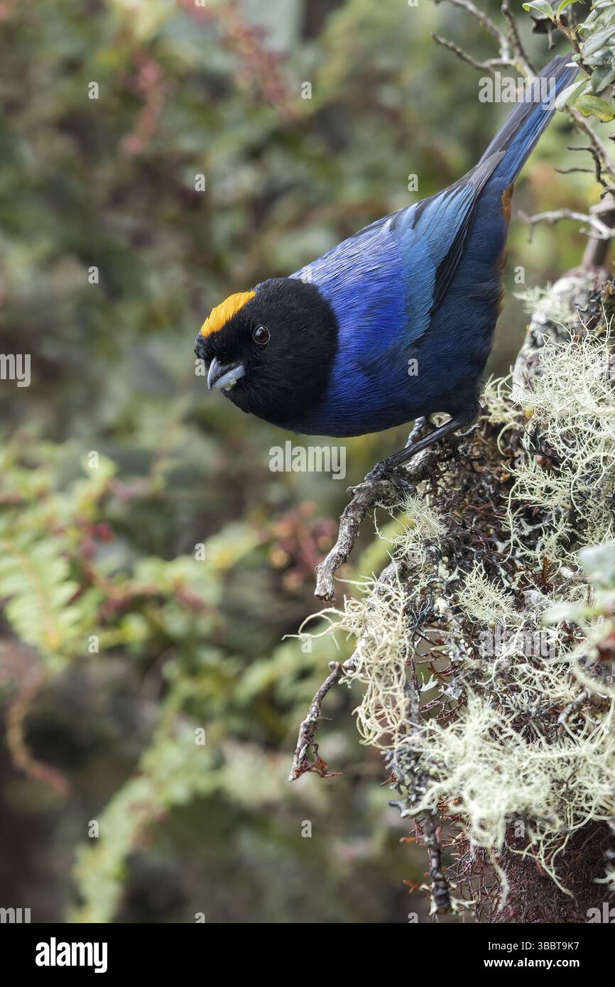 Golden-crowned Tanager (Iridosornis rufivertex) perched on a branch in ...