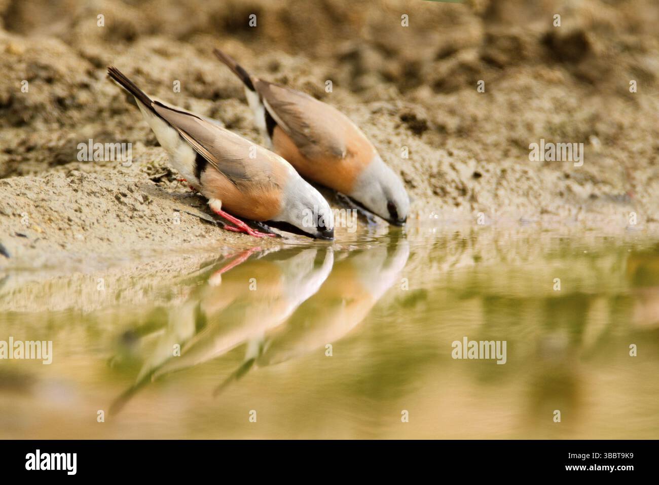Black throated finch queensland hi-res stock photography and images - Alamy