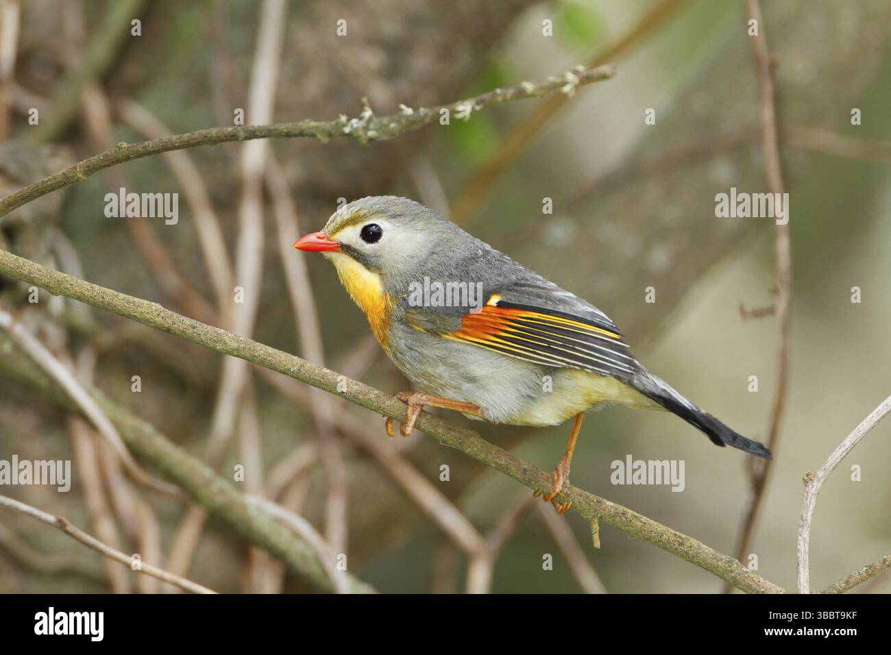 Red-billed Leiothrix, Leiothrix lutea Stock Photo - Alamy