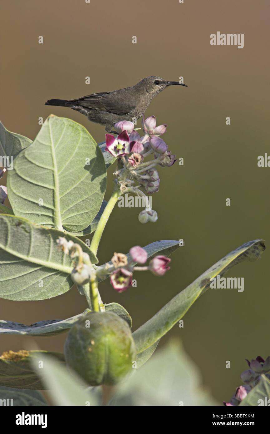 Shining Sunbird (Cinnyris habessinicus) female, Oman, Asia Stock Photo ...